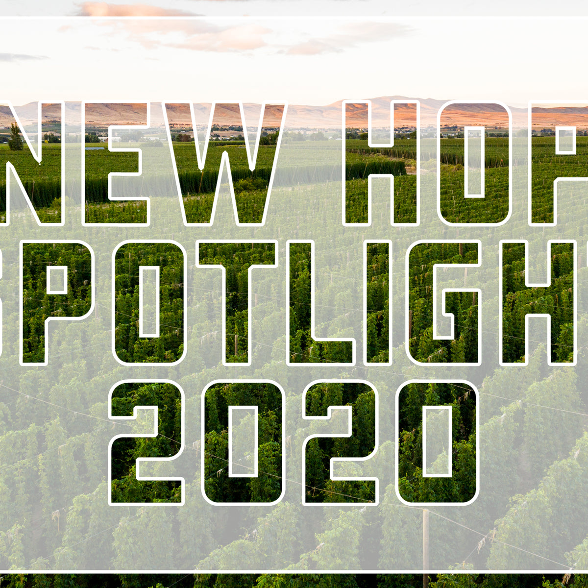 New Hop Spotlight 2020 – Yakima Valley Hops