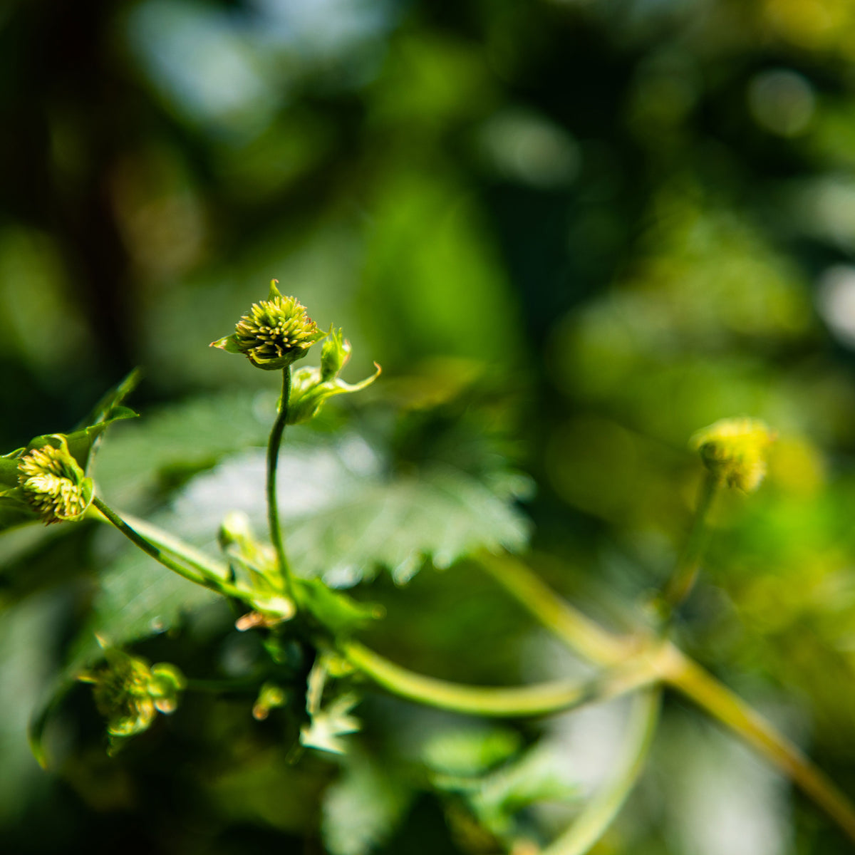2020 Crop Report – Yakima Valley Hops