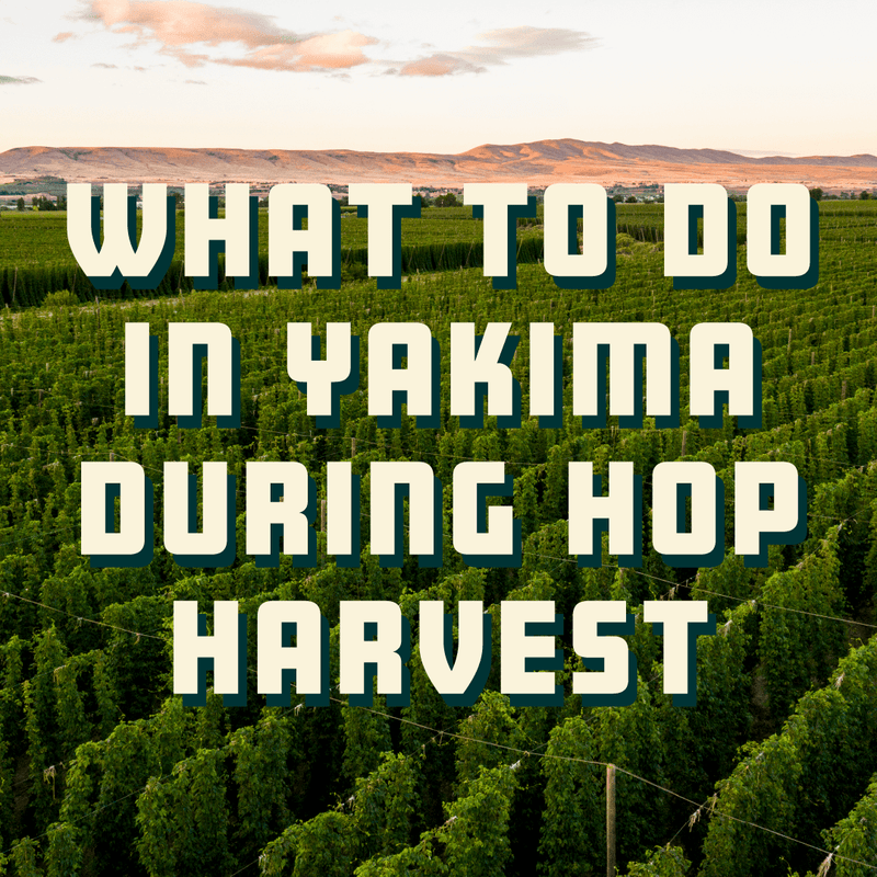Best Things To Do in Yakima During Hop Harvest – Yakima Valley Hops