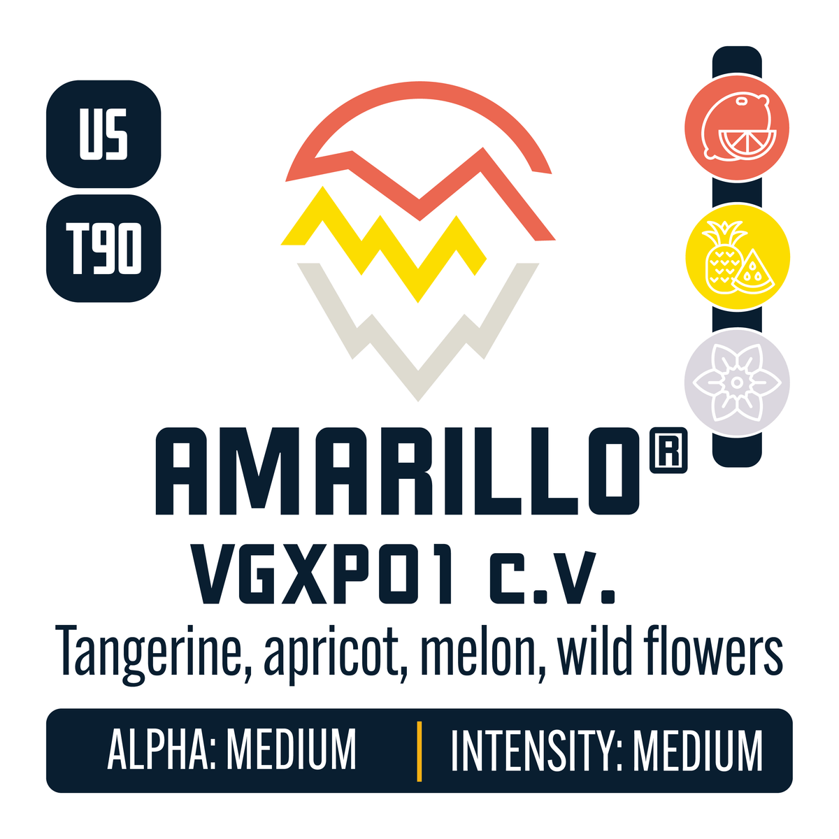 Amarillo Hops – Yakima Valley Hops