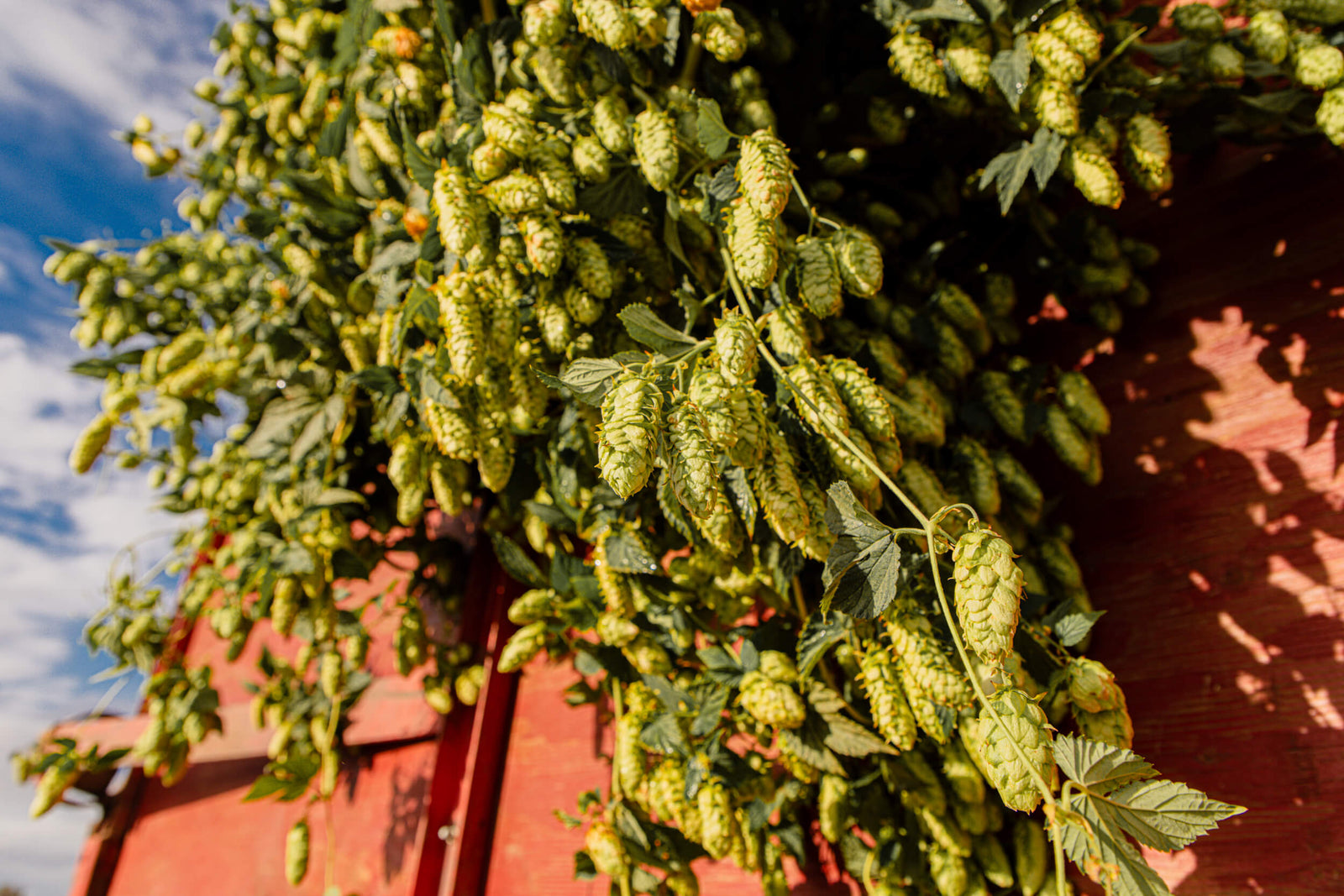 Yakima Valley Hops - Premium Hops for Sale | Retail & Wholesale Hops