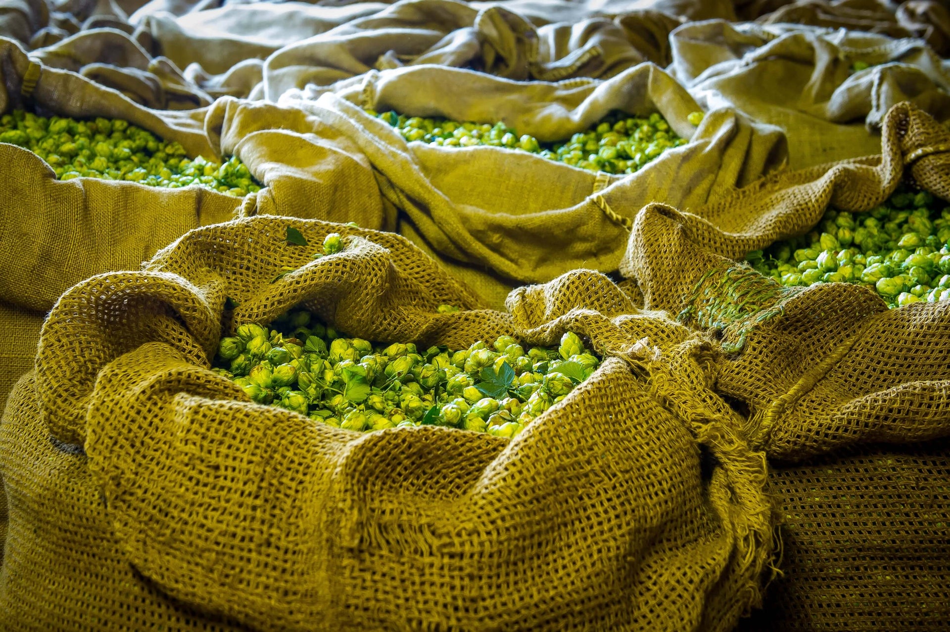 Yakima Valley Hops - Premium Hops for Sale | Retail & Wholesale Hops