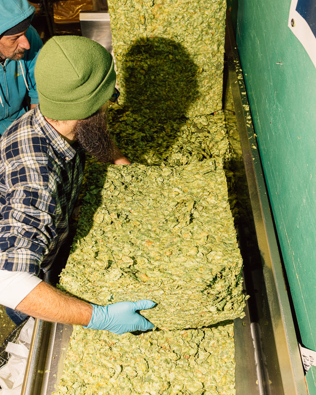 Whole Cone Hops – Yakima Valley Hops