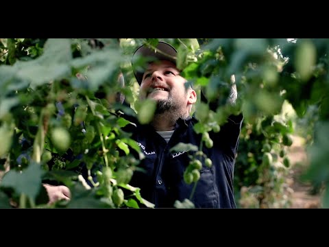 BRU-1 Hops – Yakima Valley Hops
